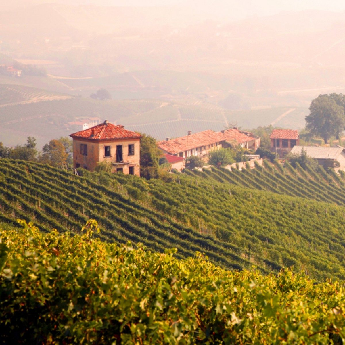 Piemonte - Vinformidlingen